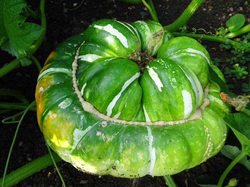 Turks Turban 1 – The Walled Gardens at Croome Court